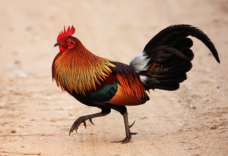 Why can't chickens fly? — Today You Should Know