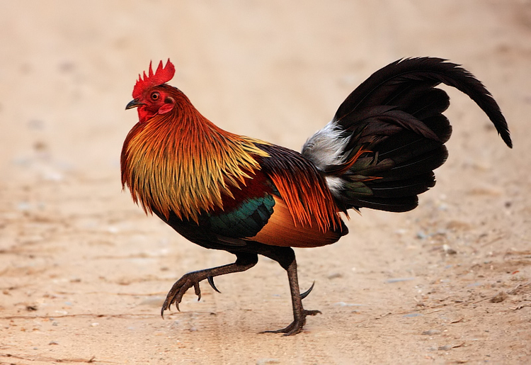 Why can't chickens fly? — Today You Should Know