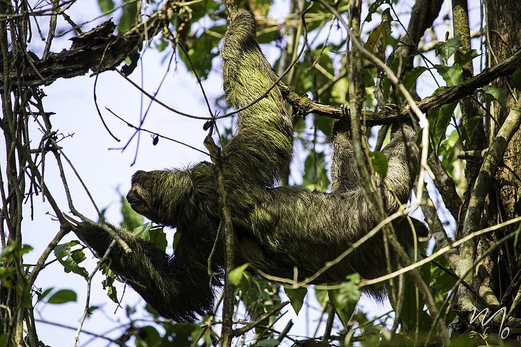 How are sloths not extinct yet from natural selection? — Today You ...