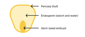 How does popcorn pop? — Today You Should Know