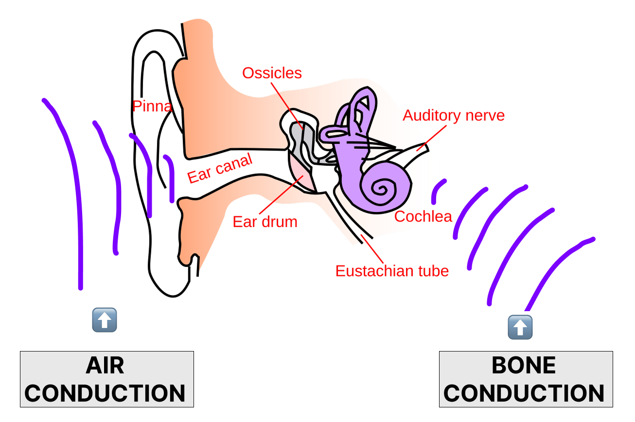 Why does your voice sound different on a recording ? — Today You Should ...