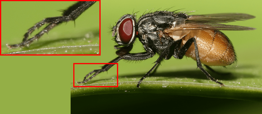 Why do flies rub their legs together? — Today You Should Know