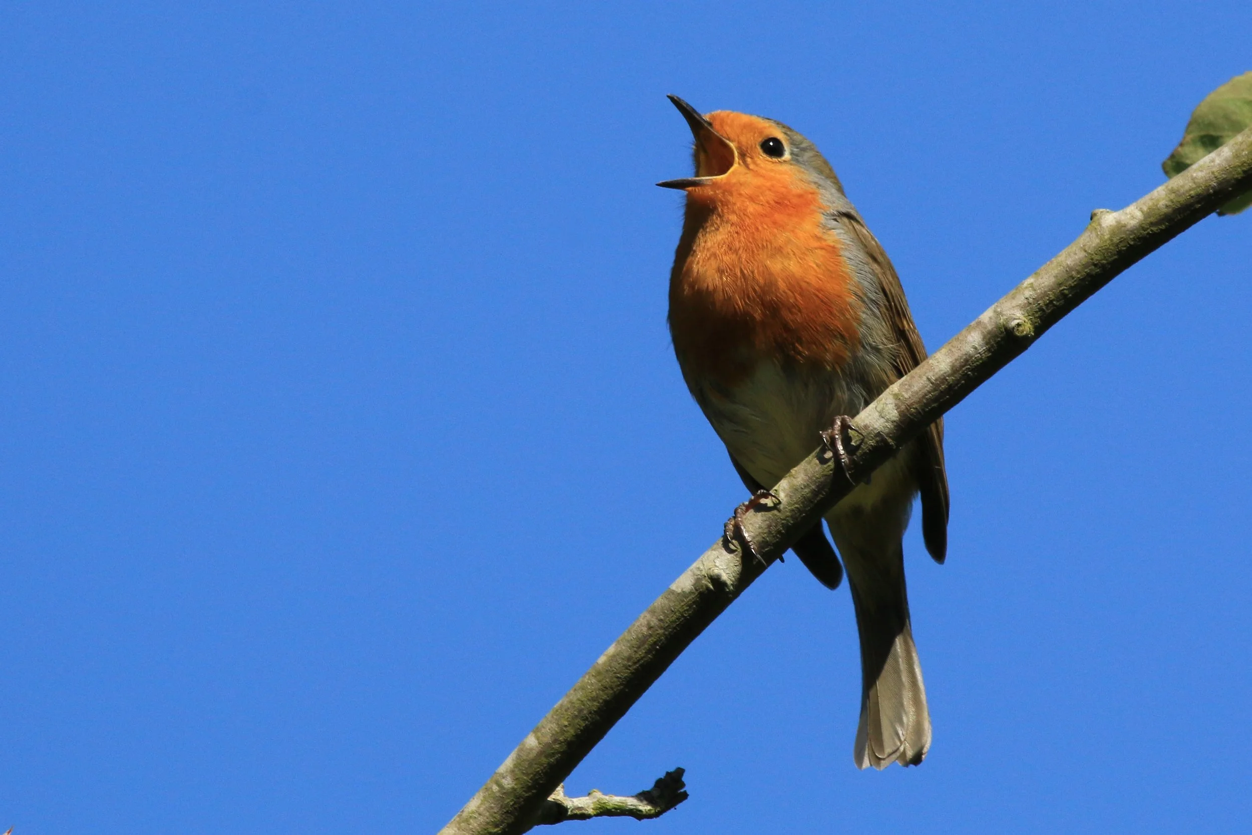 Why do birds chirp in the morning? — Today You Should Know