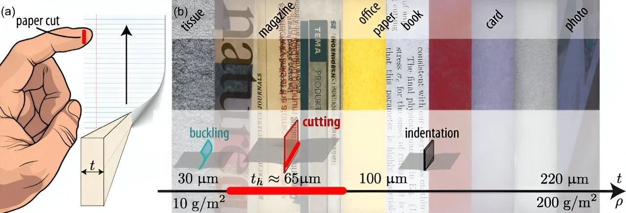 Why do paper cuts hurt so much? — Today You Should Know