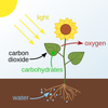 How do plants with purple leaves photosynthesize? — Today You Should Know