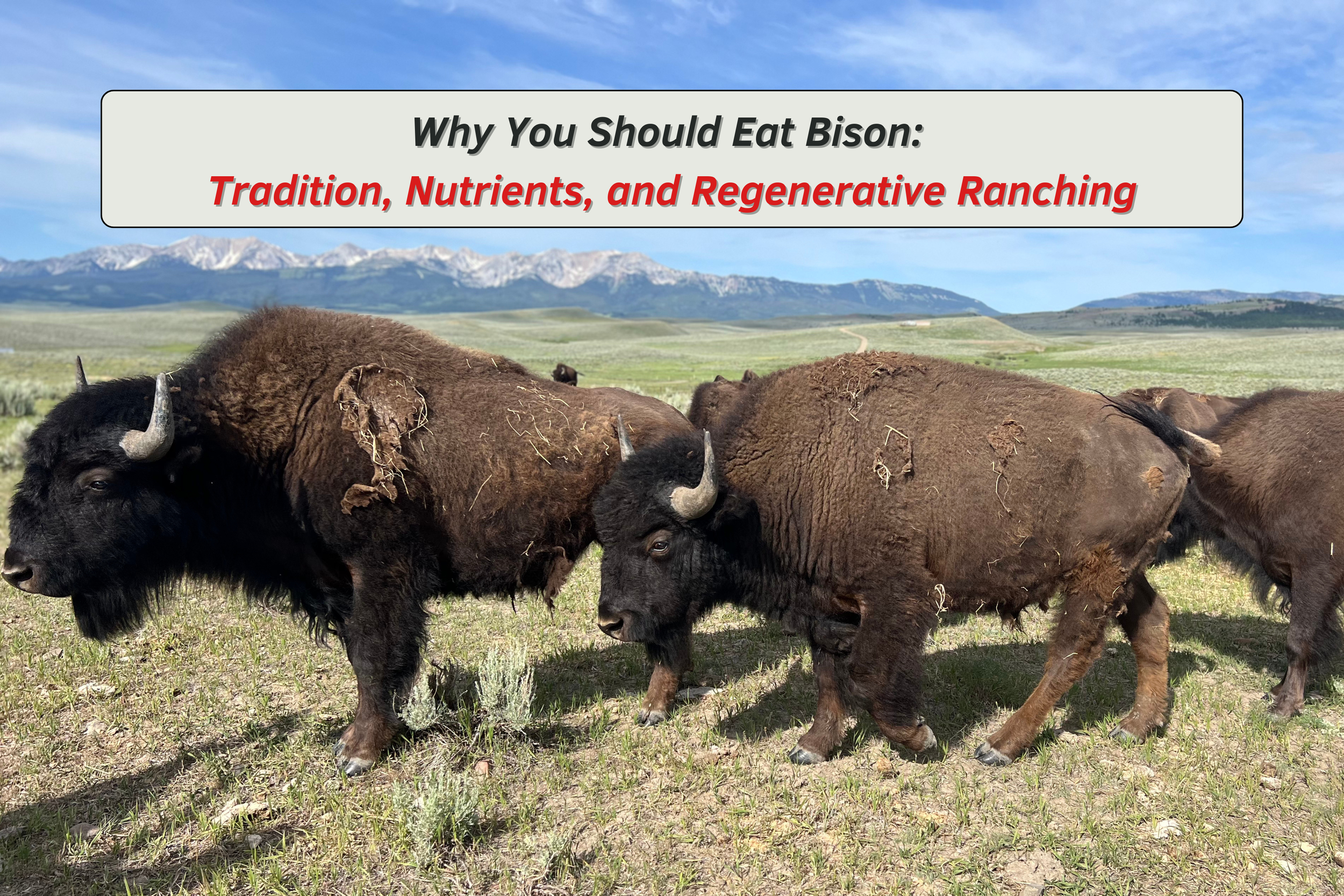Why You Should Eat Bison: Tradition, Nutrients, and Regenerative Ranching
