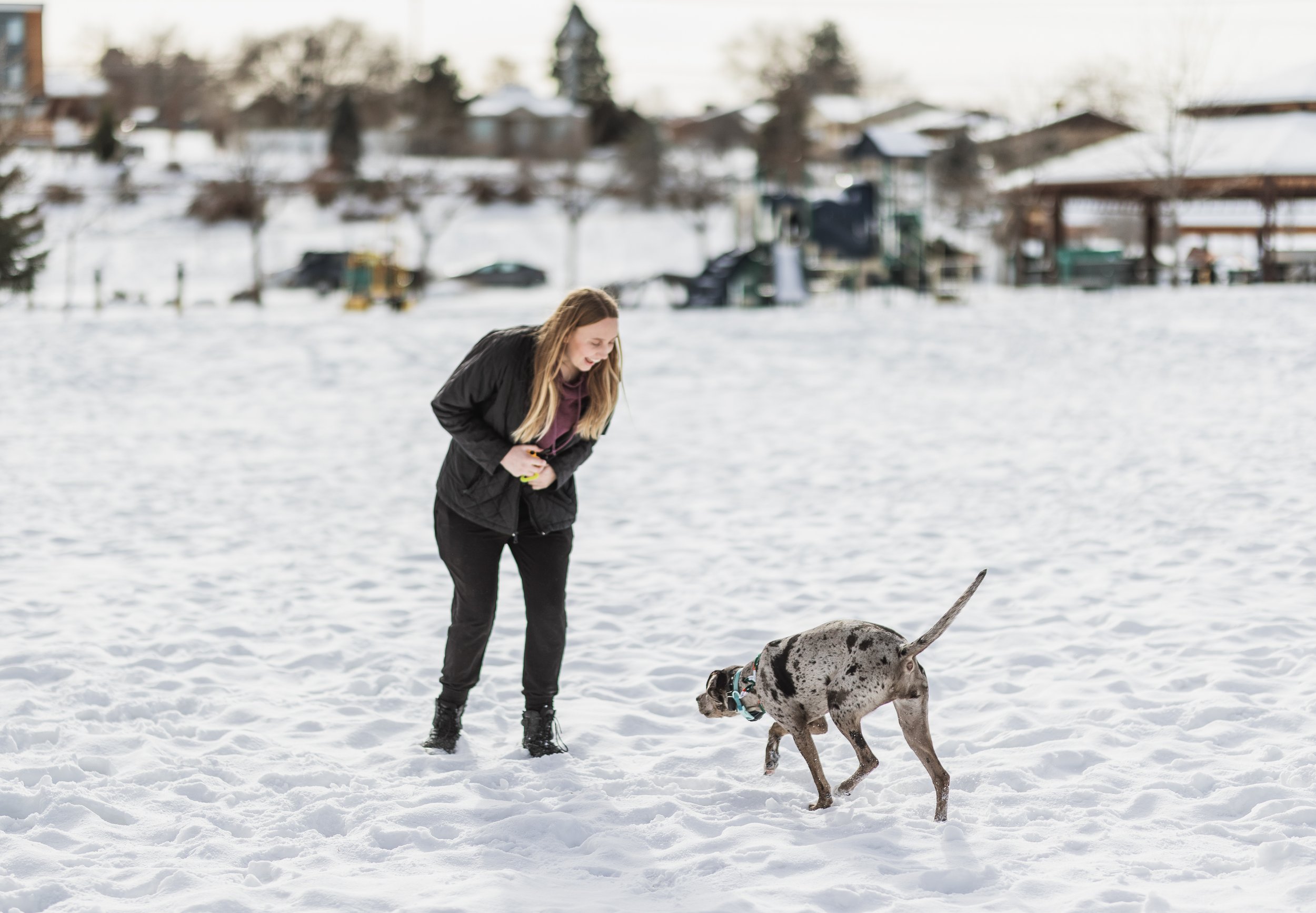 Training Programs — Trifecta Dog Training