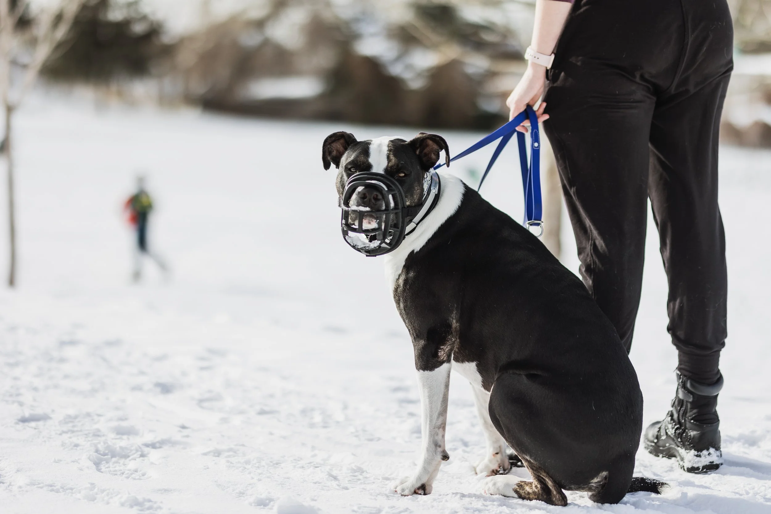 Training Programs — Trifecta Dog Training