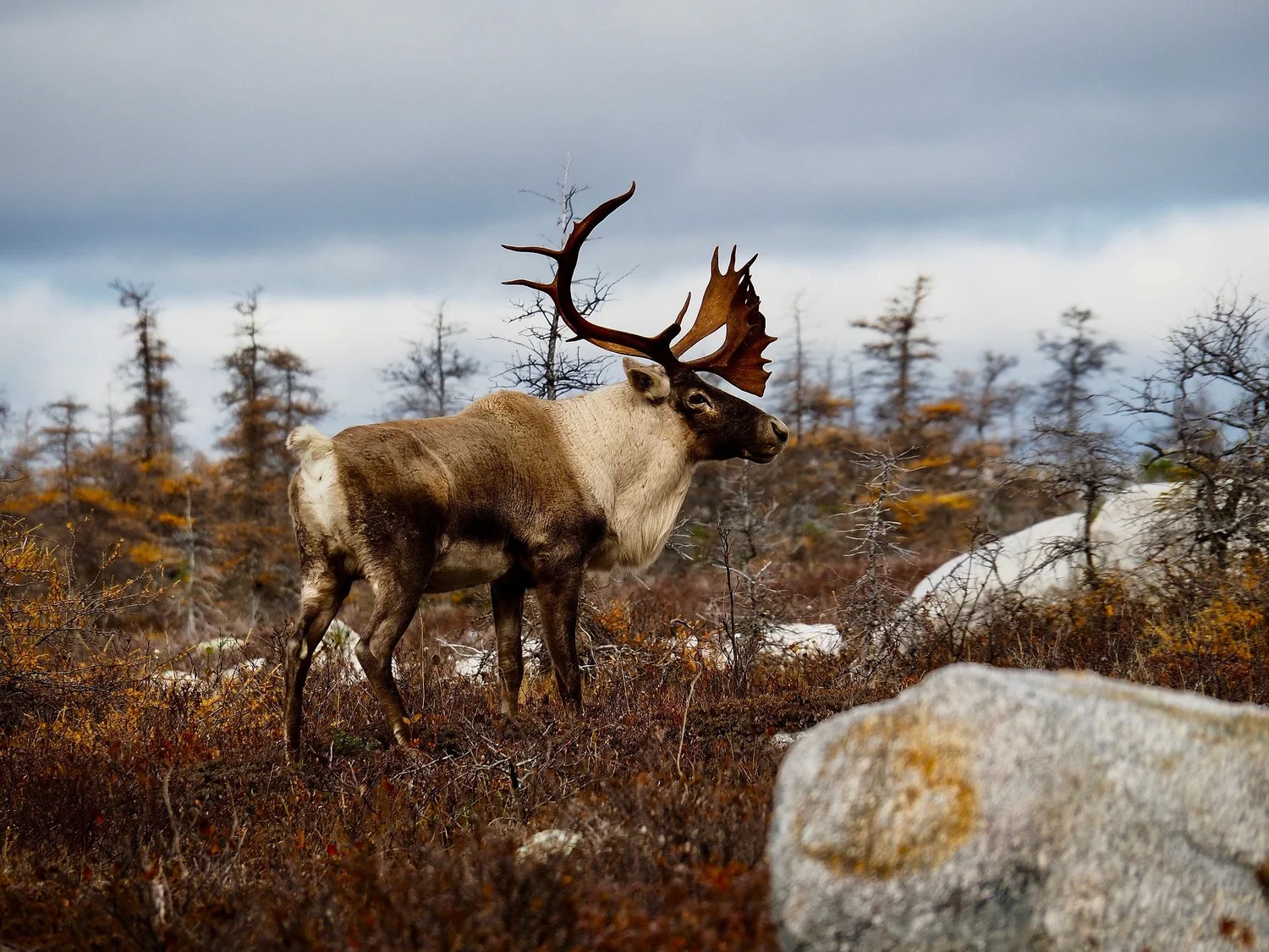 Reindeer and Caribou in Alaska — Pleasant Acres Reindeer Ranch