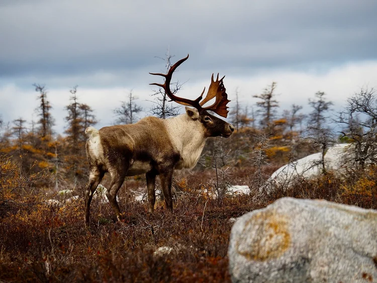 Reindeer and Caribou in Alaska — Pleasant Acres Reindeer Ranch