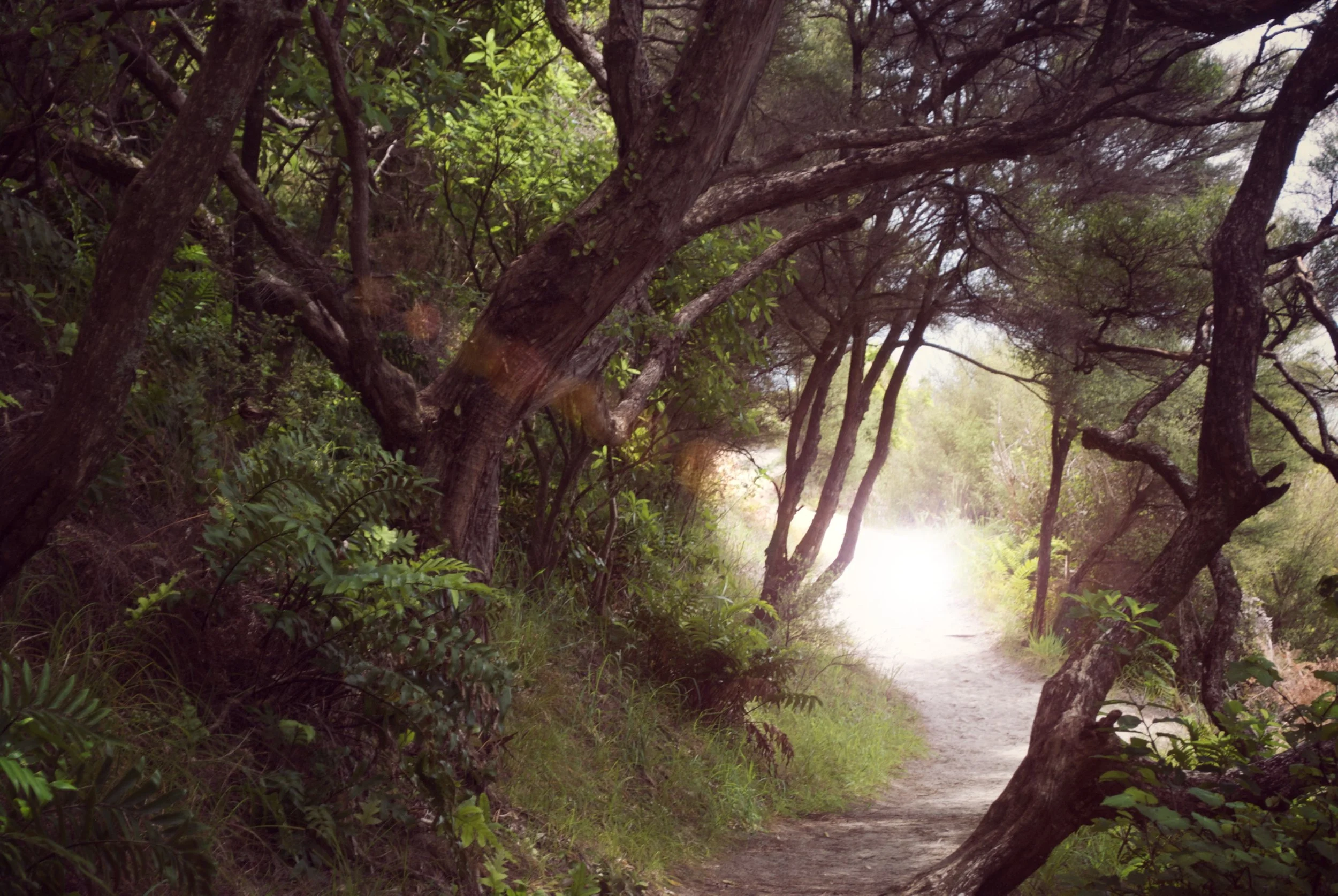 Our whenua (land) — Watson & Son