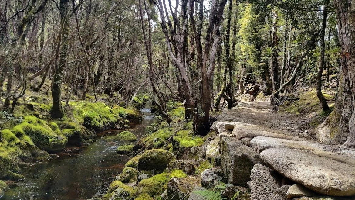Mountain Bike Tasmania | Explore Blue Derby with Bark Off Biking