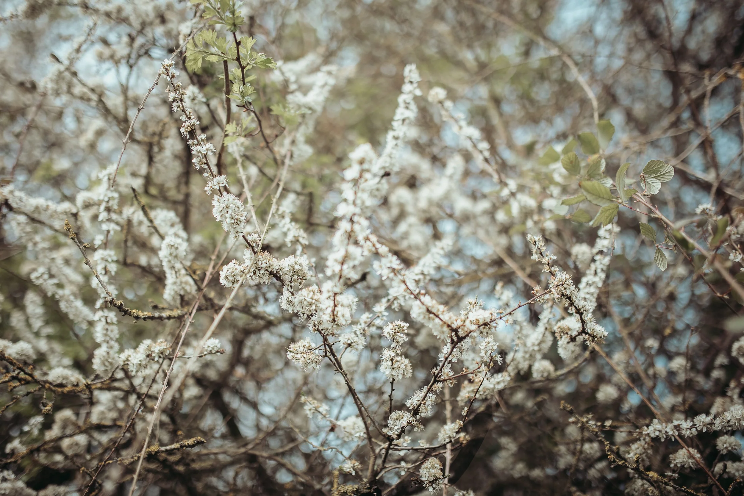 Claire Lacey Photography | Maternity, baby and family photography Kent ...