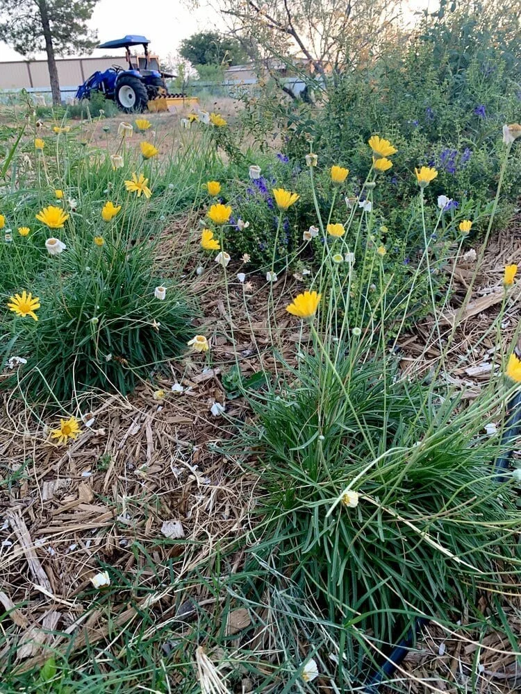 7 Plants For West Texas Gardening Success — MIDLAND AF