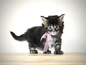 Gallery 1 — emerald crow