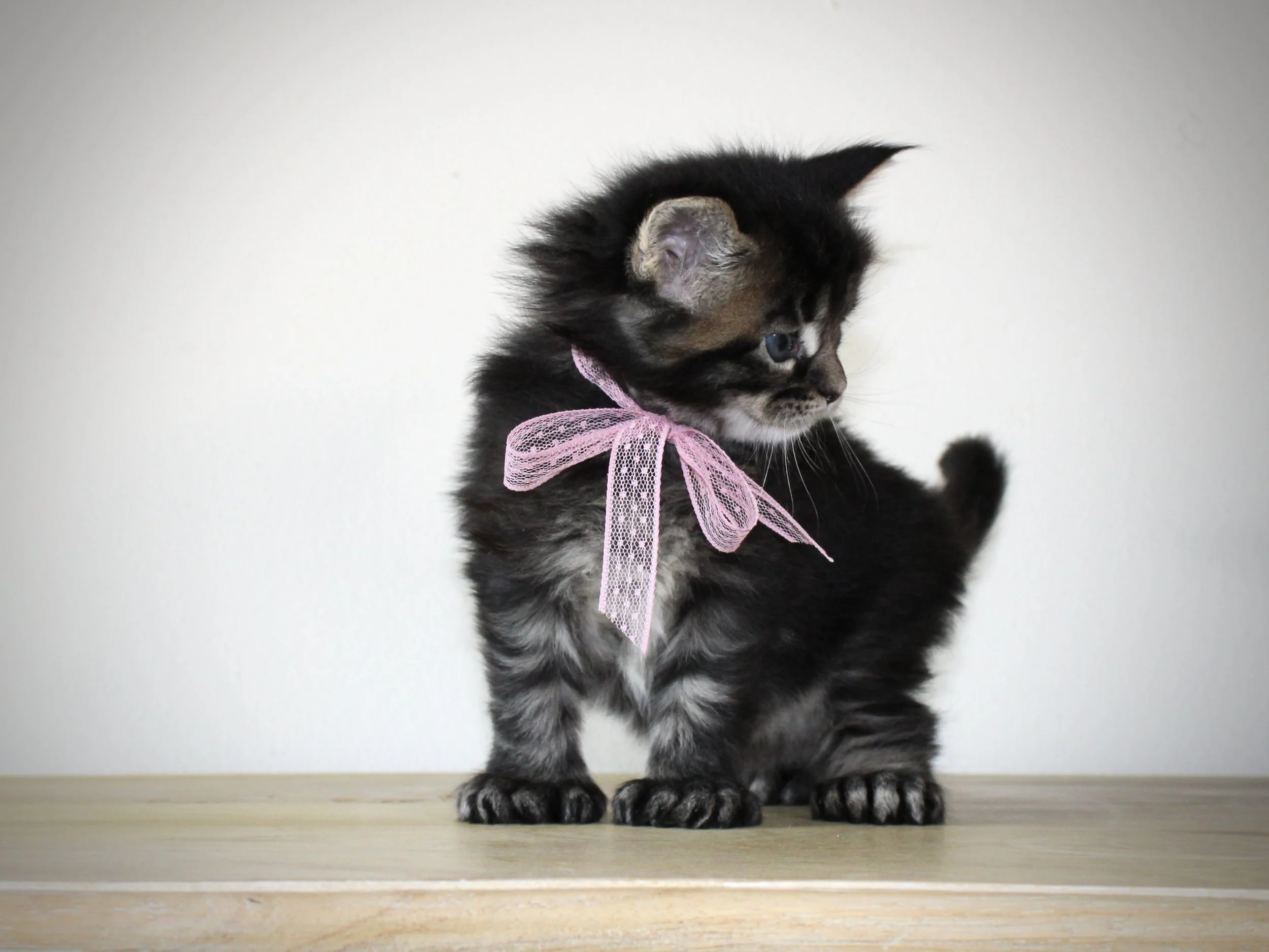 Gallery 1 — emerald crow