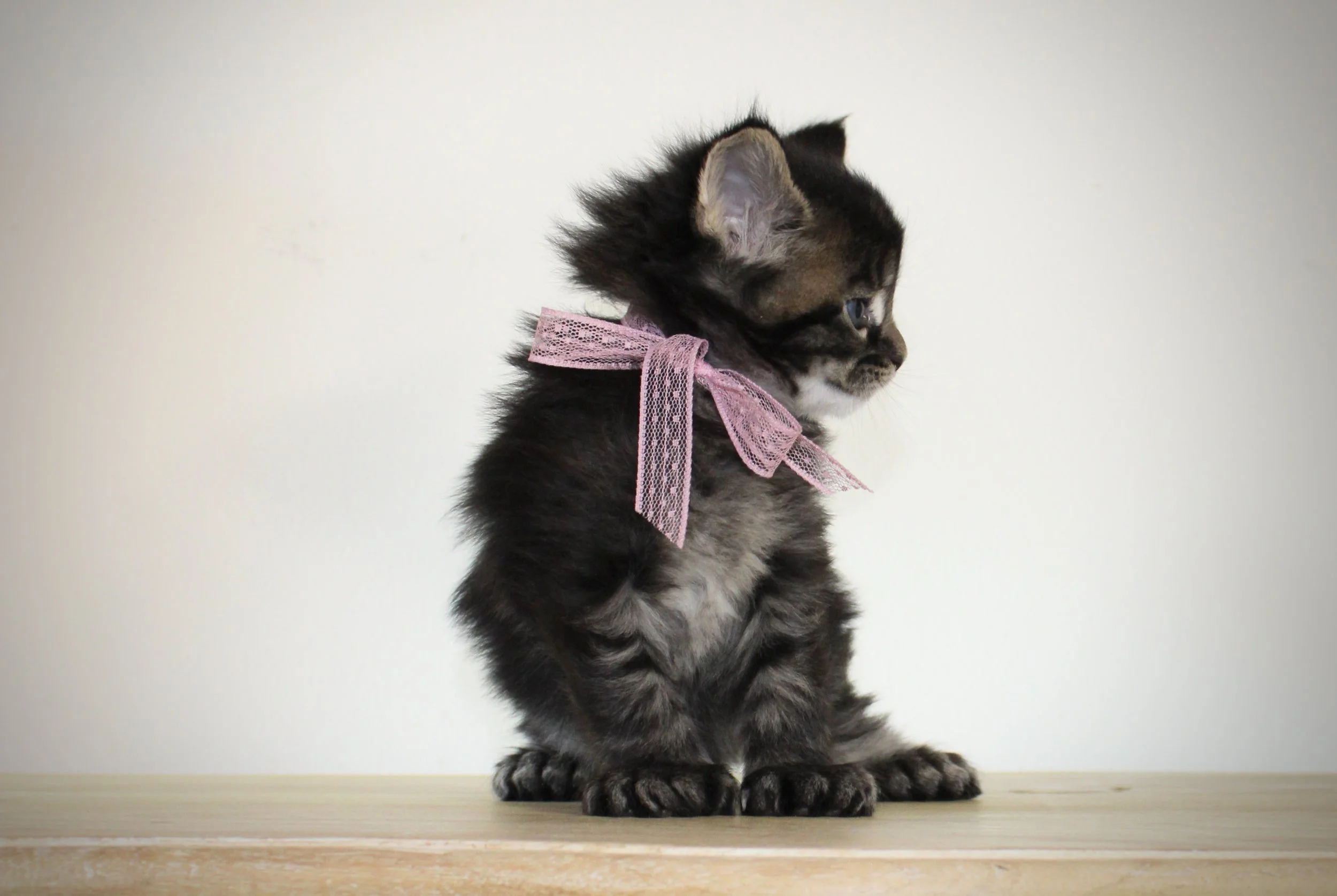 Gallery 1 — emerald crow