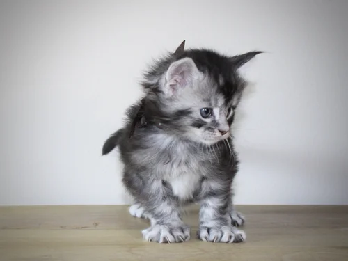 Gallery 1 — emerald crow