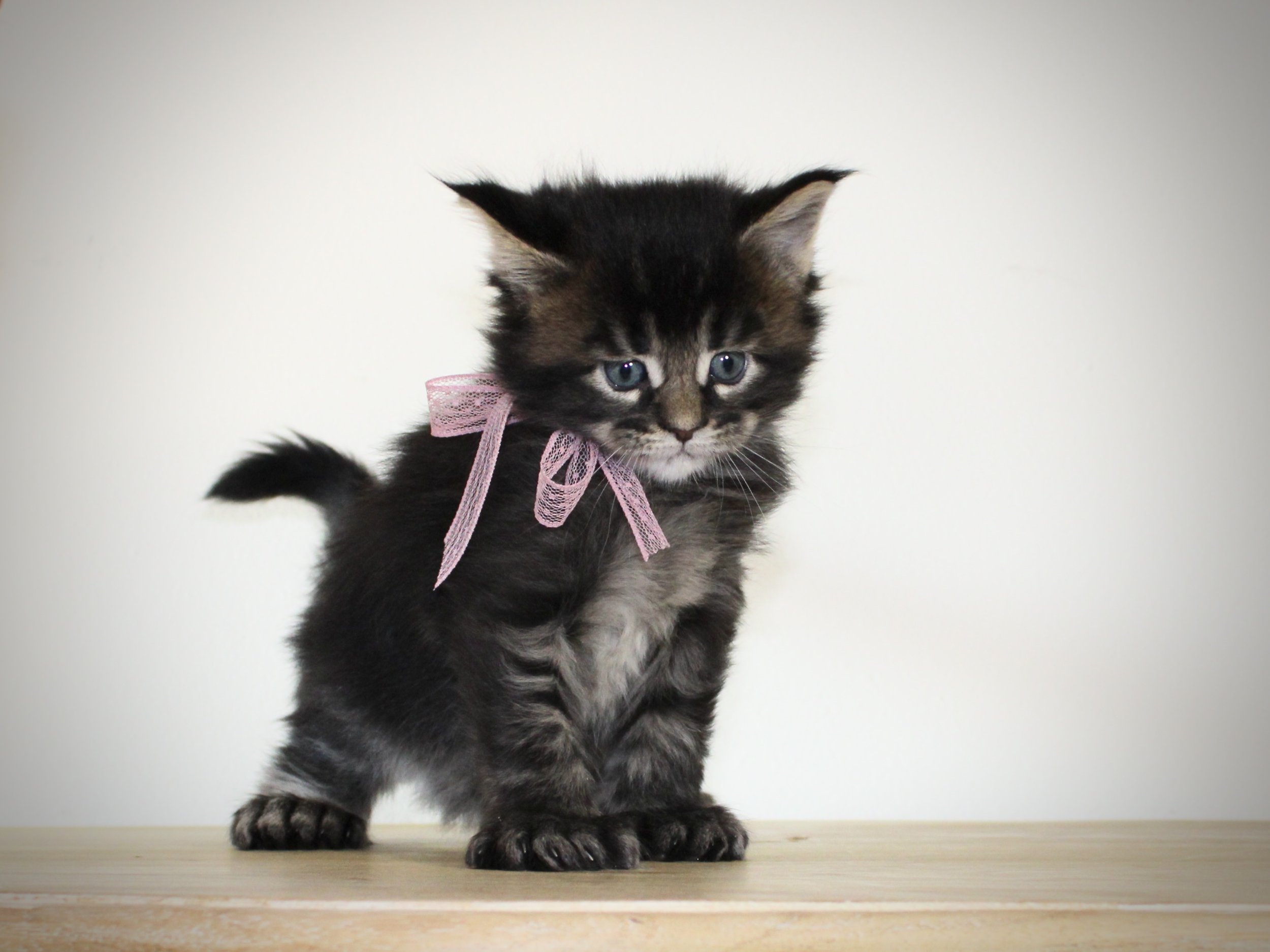 Gallery 1 — emerald crow