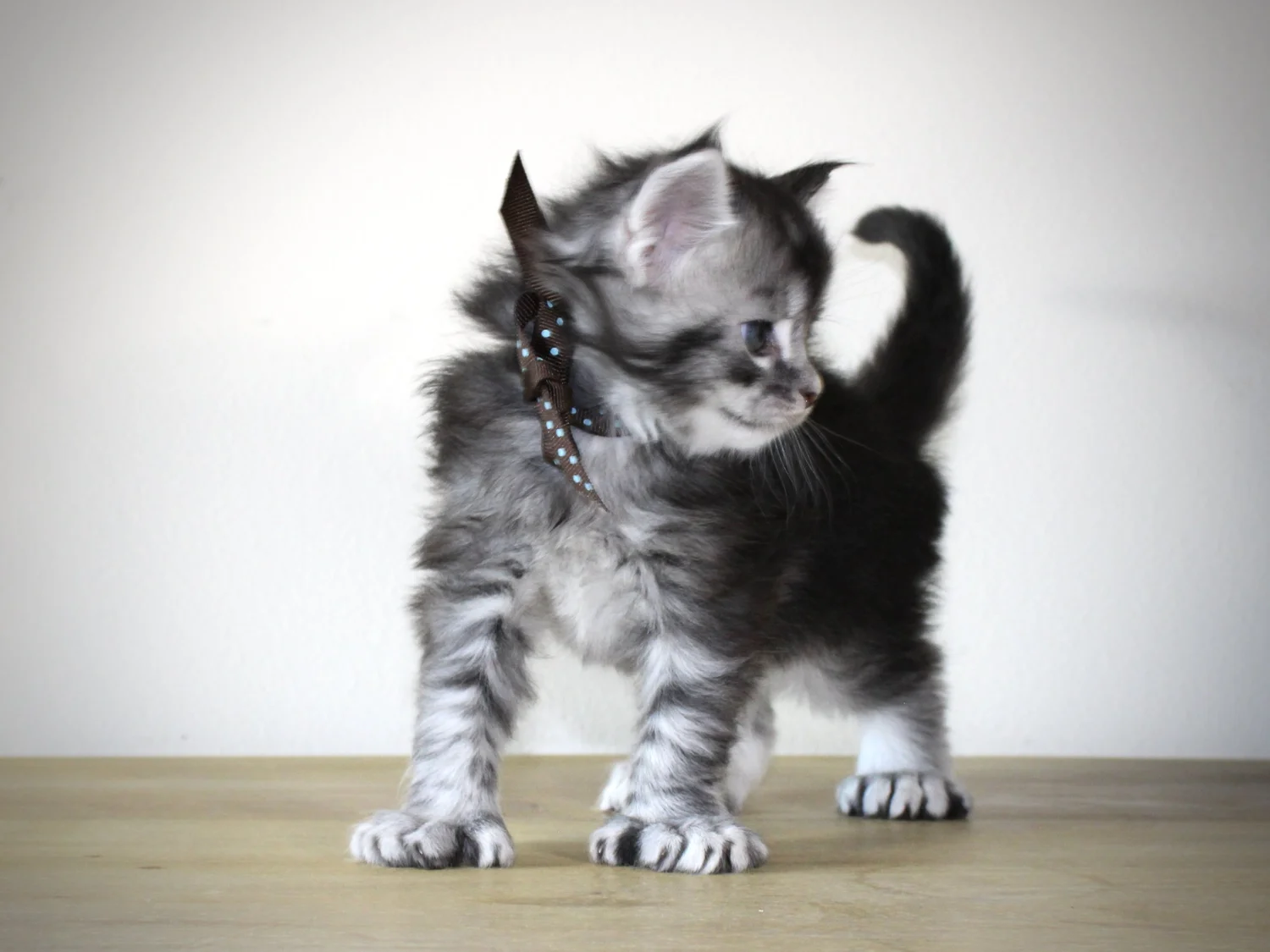 Gallery 1 — emerald crow