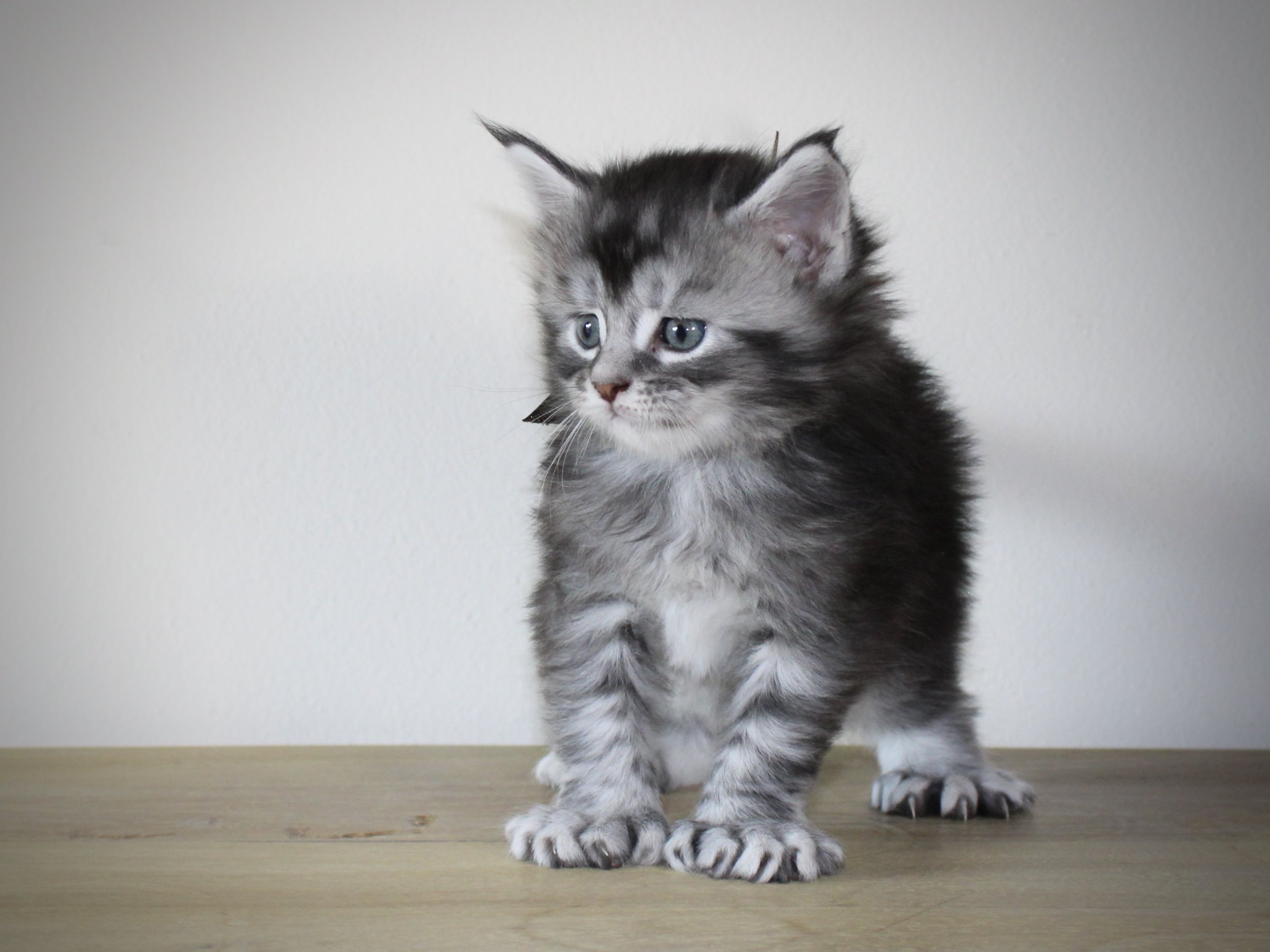 Gallery 1 — emerald crow