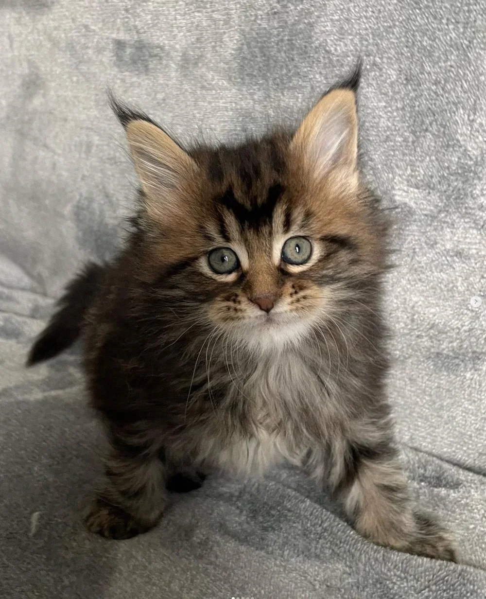 Gallery 1 — emerald crow