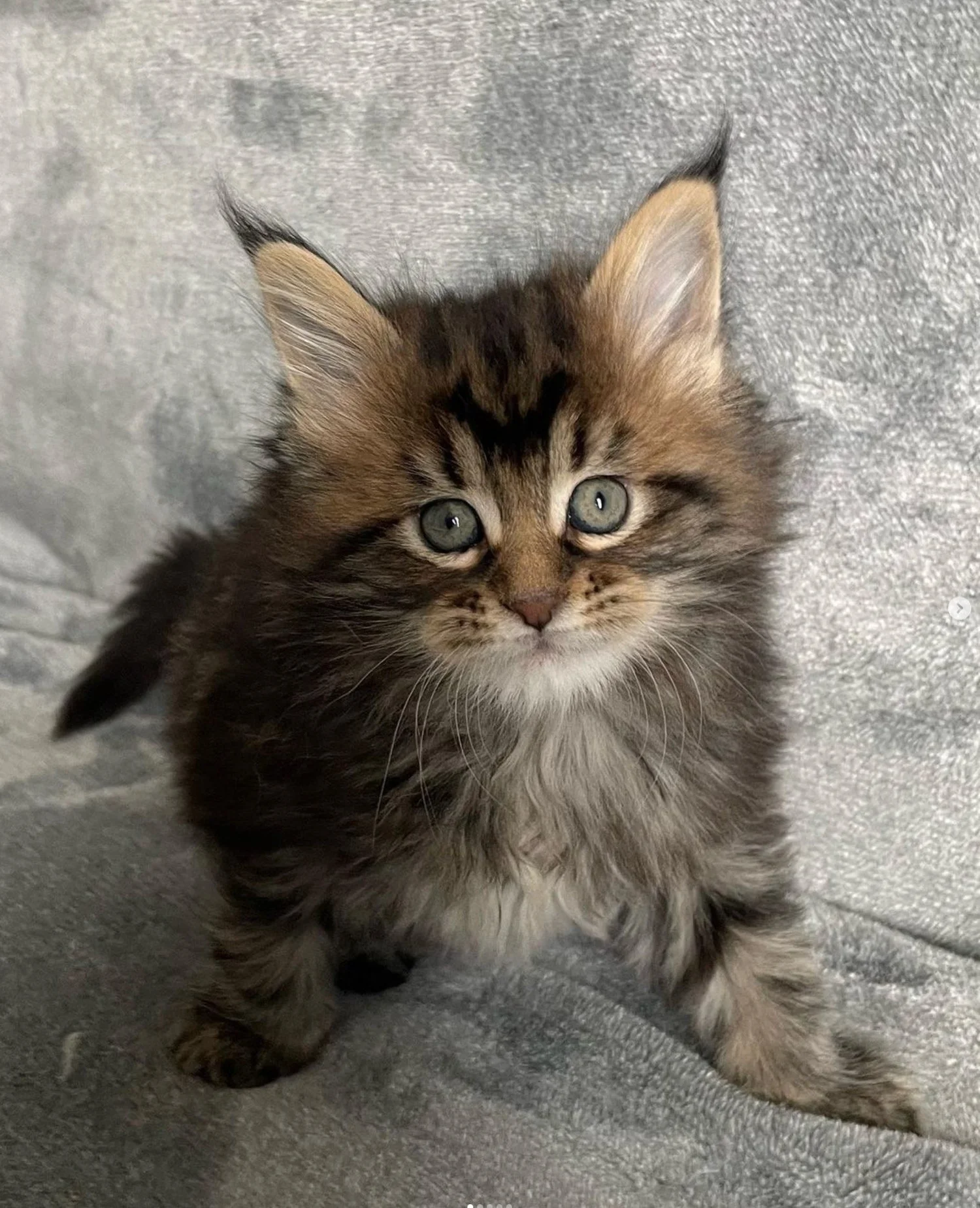 Gallery 1 — emerald crow