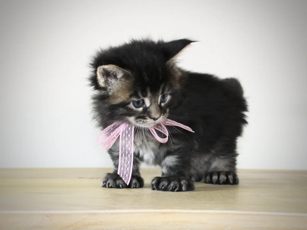 Gallery 1 — emerald crow