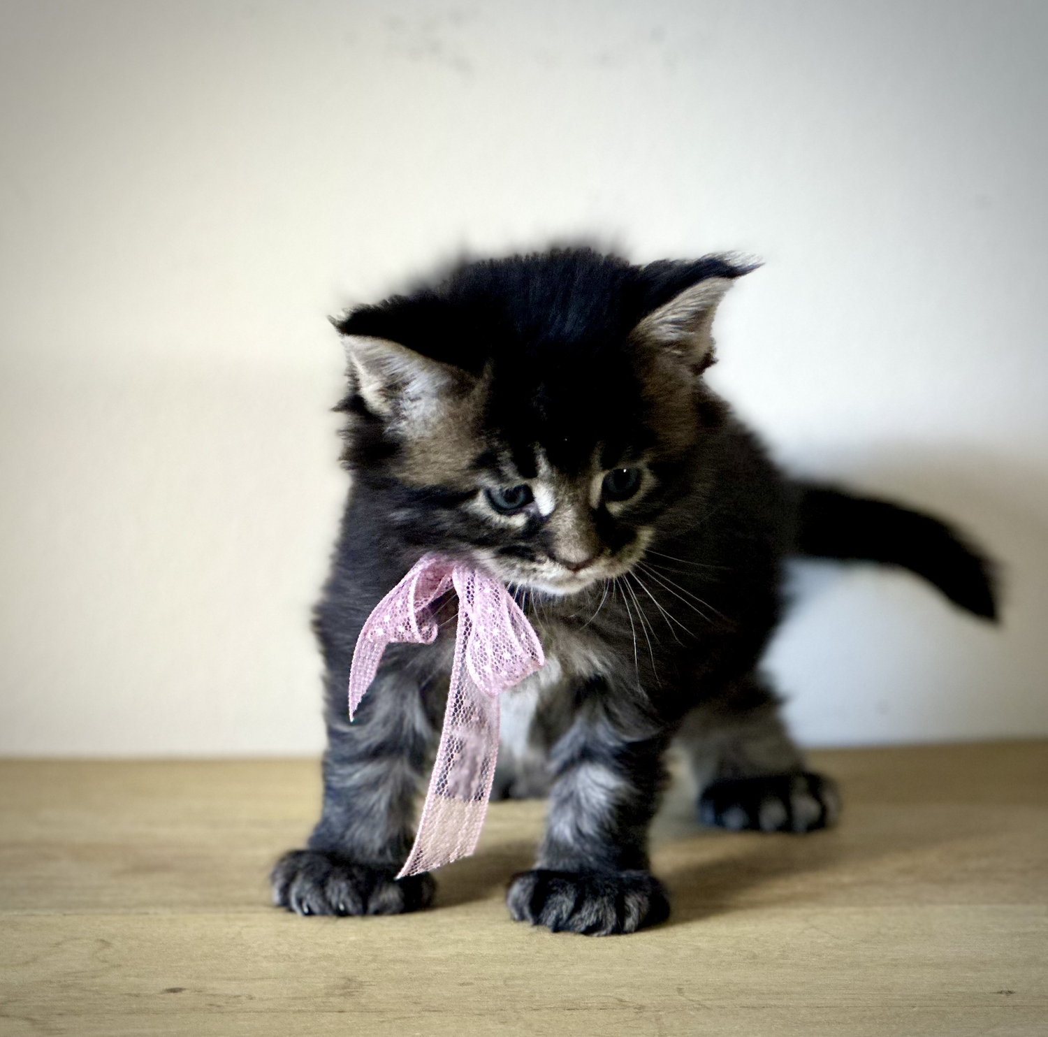 Gallery 1 — emerald crow