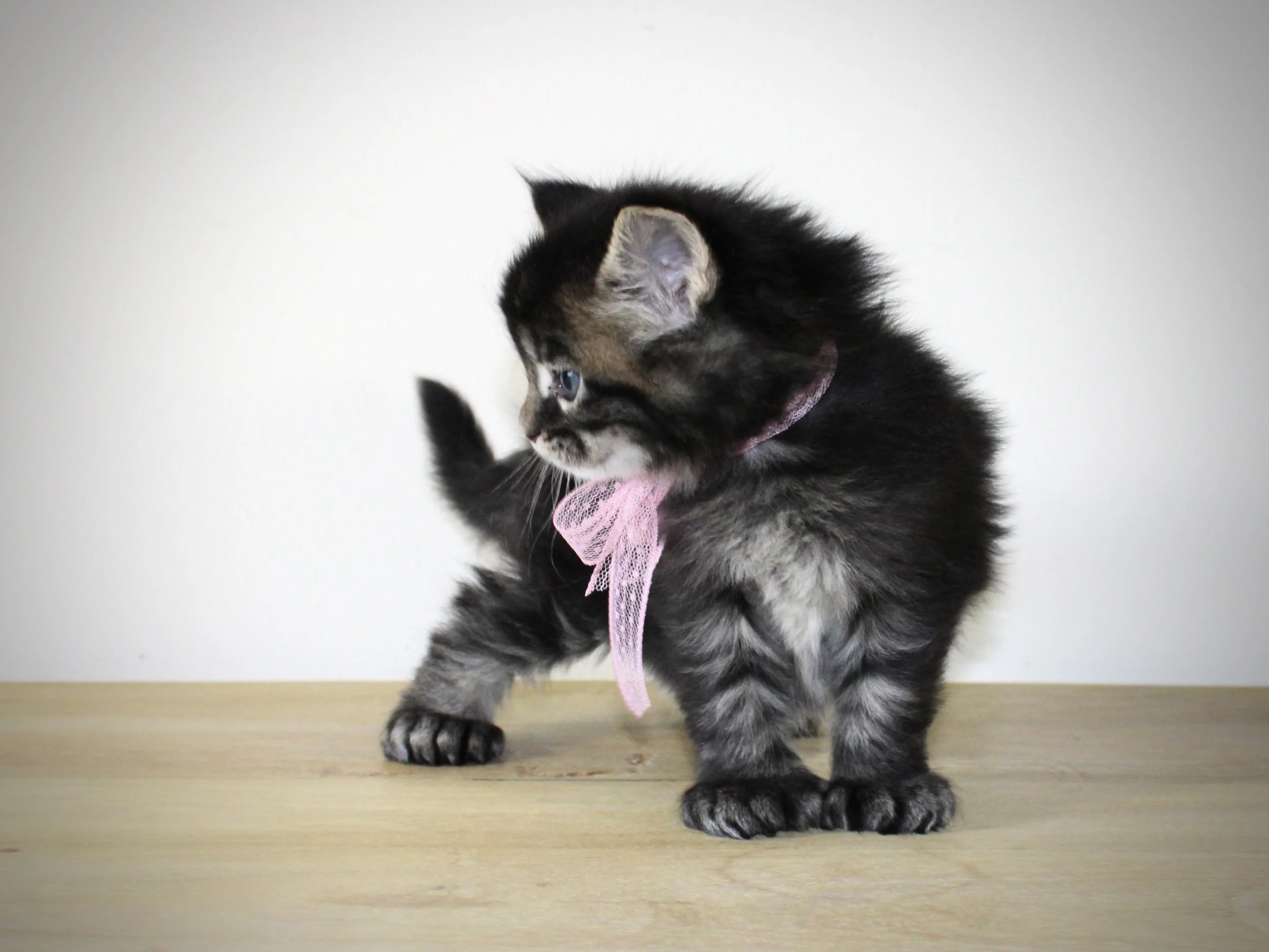 Gallery 1 — emerald crow