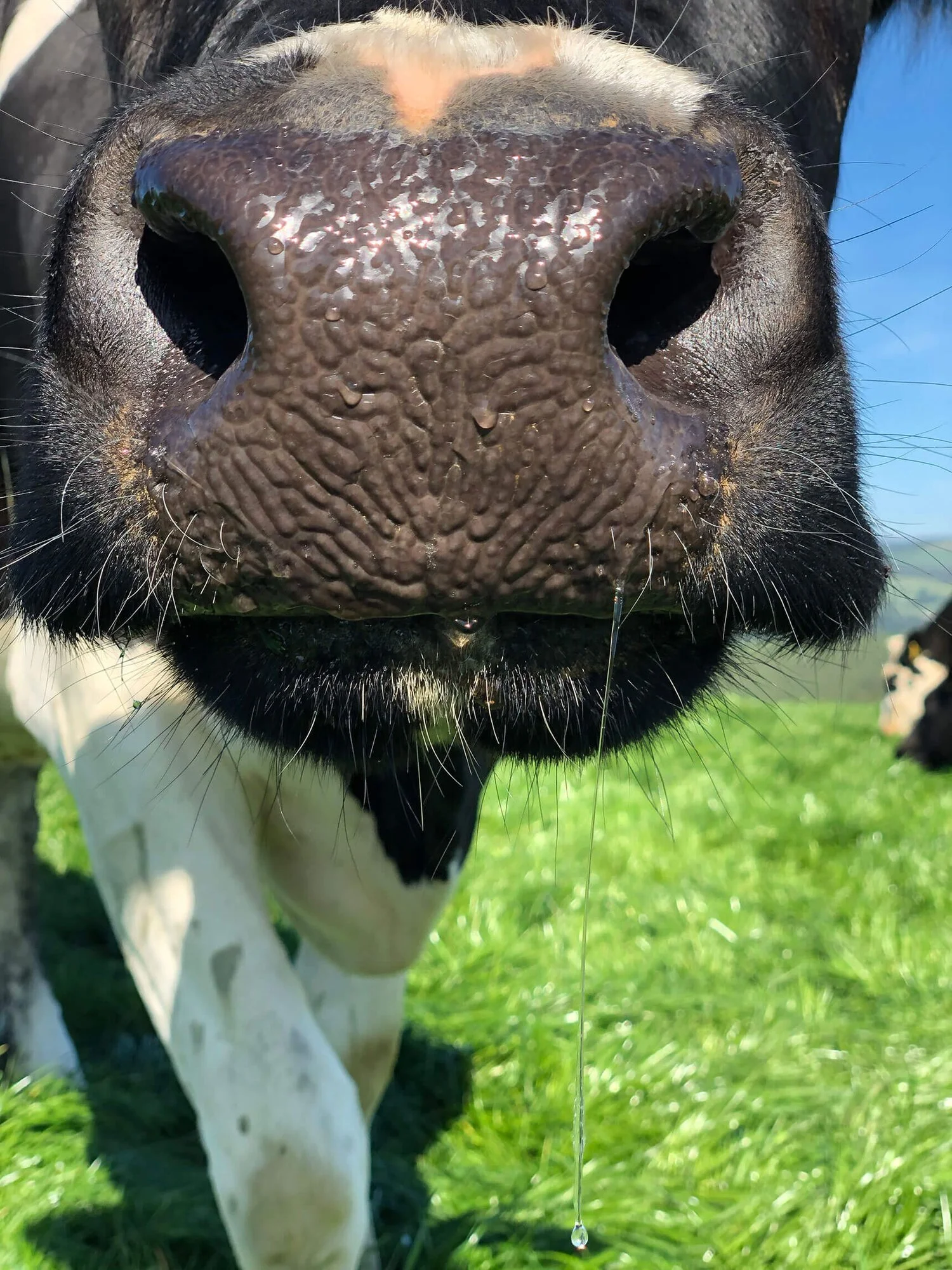 MY DAY IN THE LIFE OF A BAILEYS DAIRY COW — COFFEE AND CHAMPAGNE