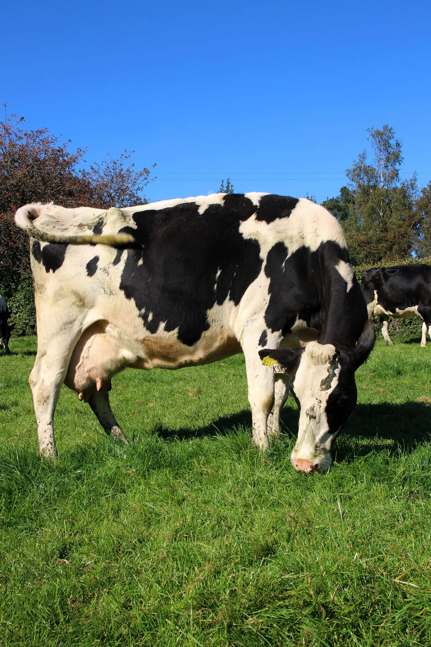 MY DAY IN THE LIFE OF A BAILEYS DAIRY COW — COFFEE AND CHAMPAGNE