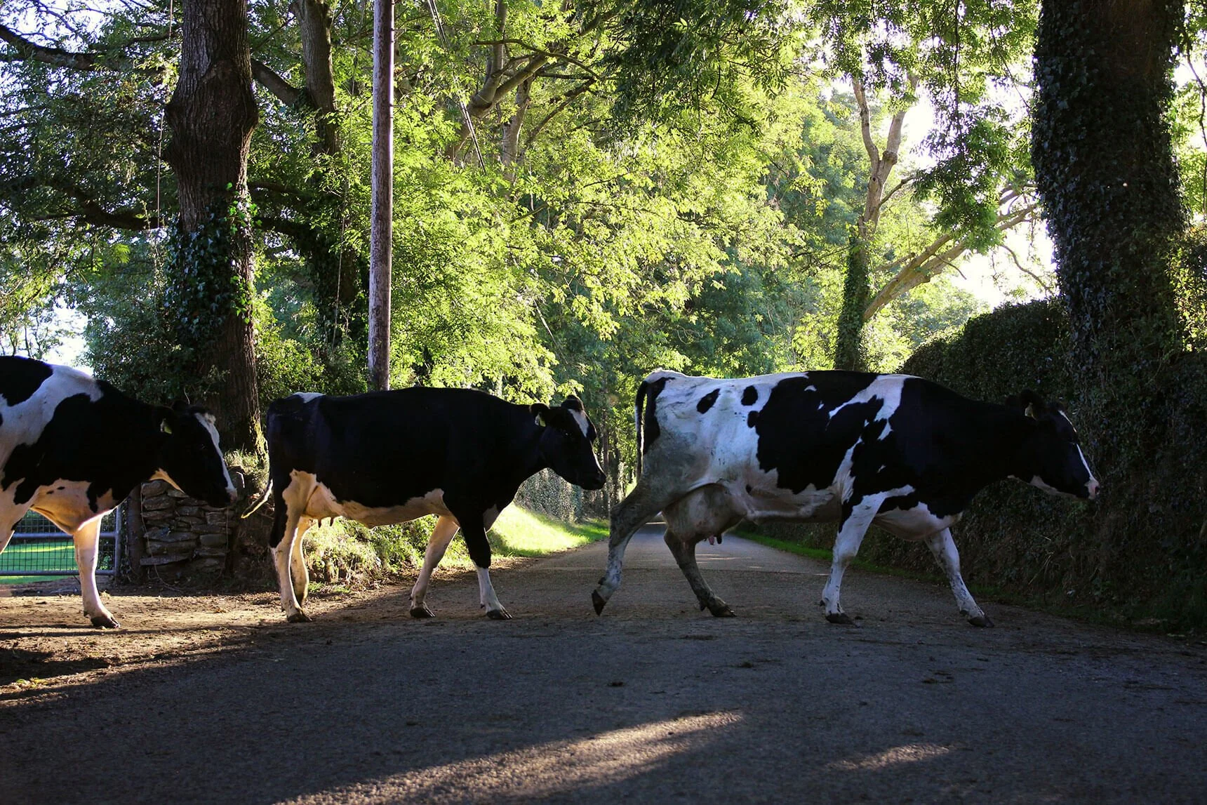 MY DAY IN THE LIFE OF A BAILEYS DAIRY COW — COFFEE AND CHAMPAGNE