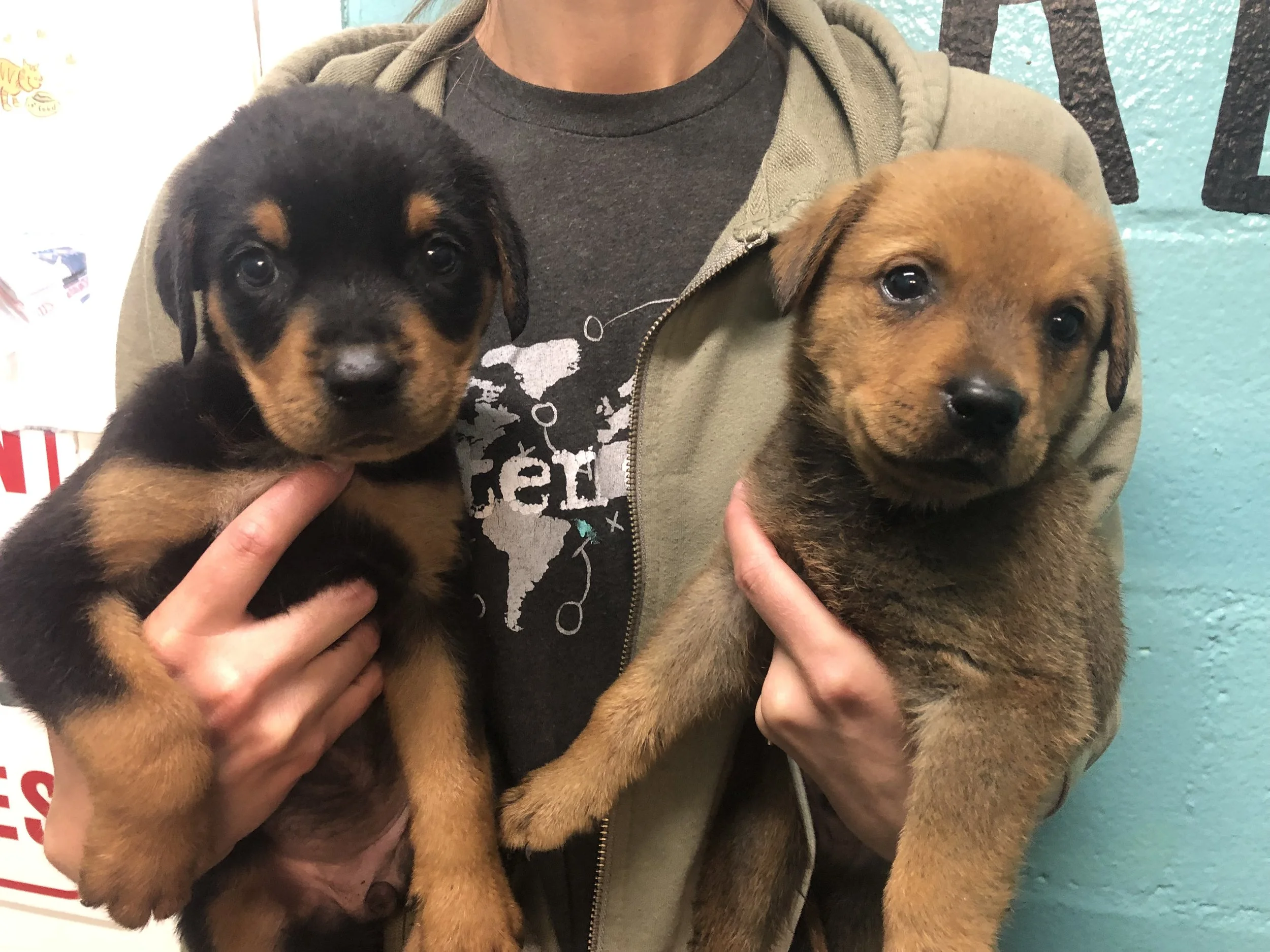 Available Pets — All Kind Animal Initiative