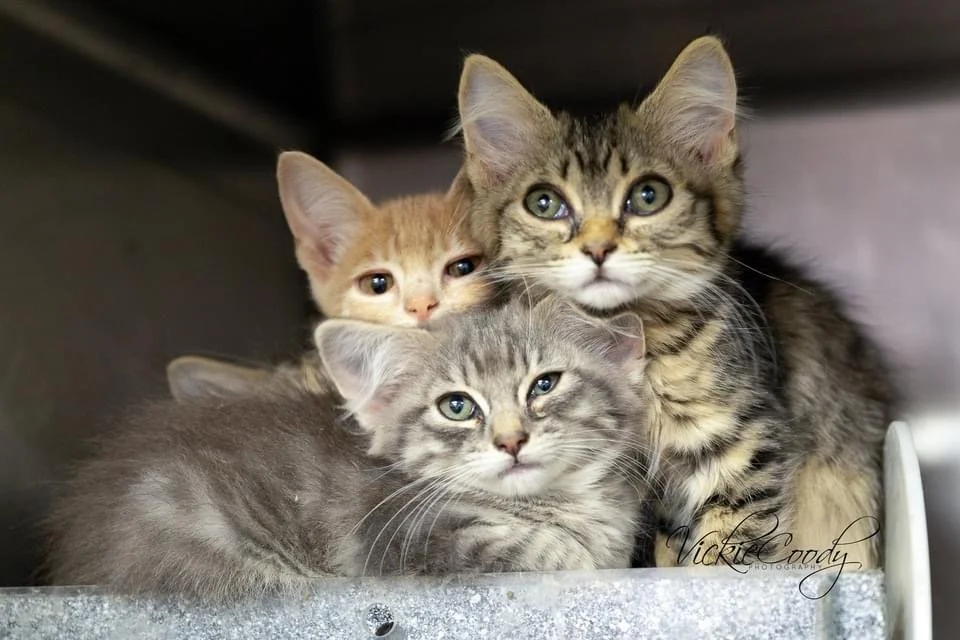 Available Pets — All Kind Animal Initiative