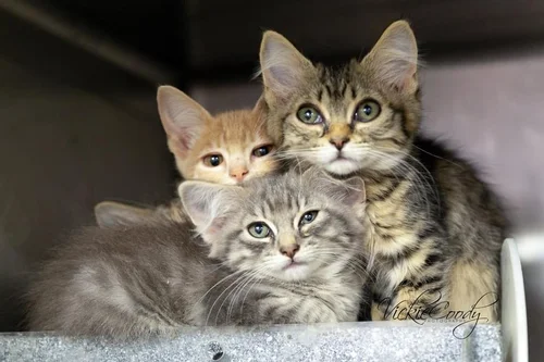 Available Pets — All Kind Animal Initiative