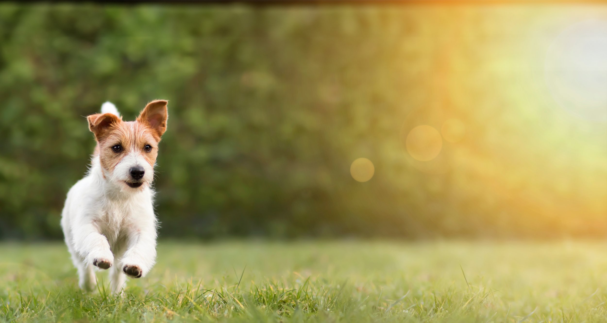All Kind Animal Initiative