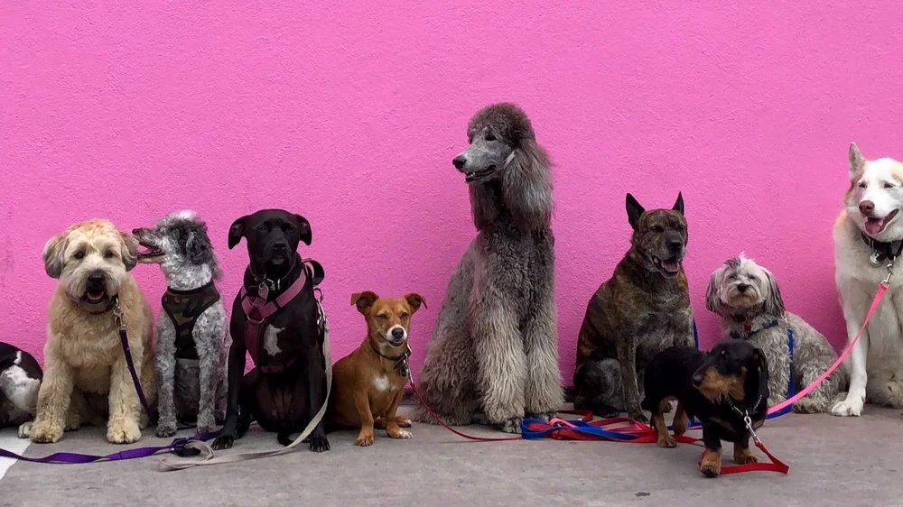 New Arrivals — All Kind Animal Initiative
