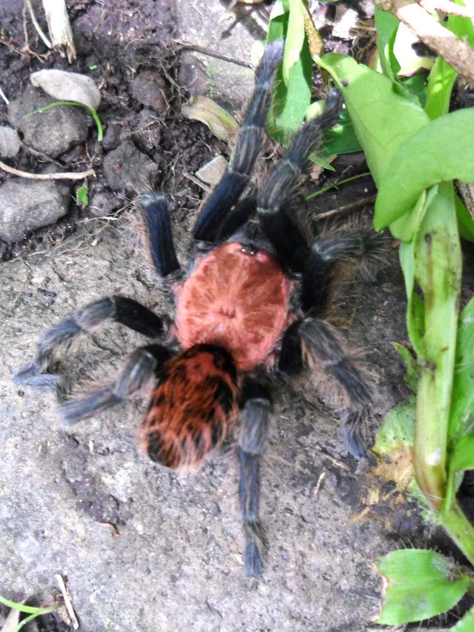 Buy Theraphosa blondi (Goliath Birdeater Tarantula) — Juice's Arthropods