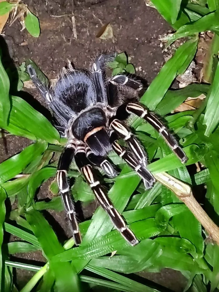 Buy Pamphobeteus sp ‘machala’ (Purple Bloom Tarantula) — Juice's Arthropods