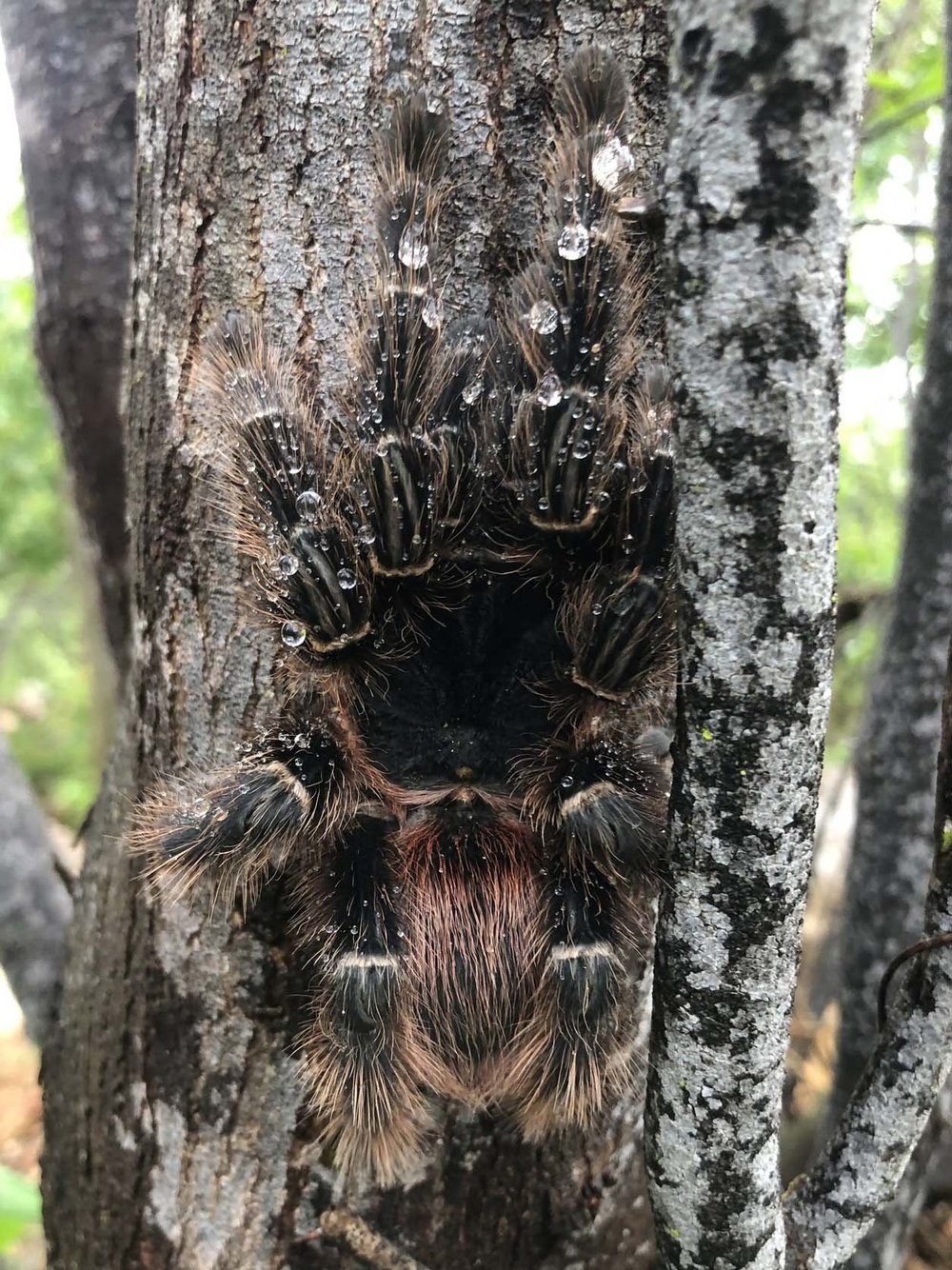 Buy Phormictopus sp. "Dominican Purple" (Dominican Purple Tarantula ...