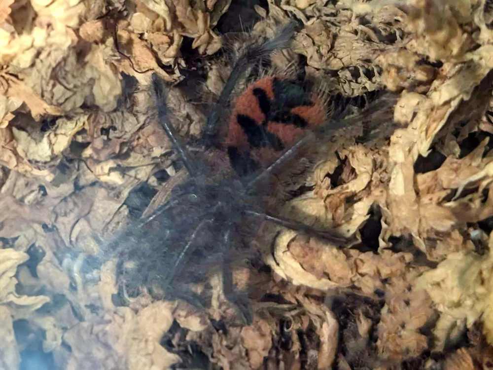 Buy Pamphobeteus sp ‘machala’ (Purple Bloom Tarantula) — Juice's Arthropods