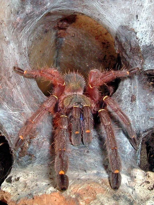 Buy Phormictopus sp. "Dominican Purple" (Dominican Purple Tarantula ...