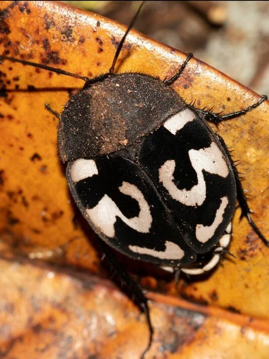 Buy Blaberus giganteus (Giant Cave Roaches) — Juice's Arthropods