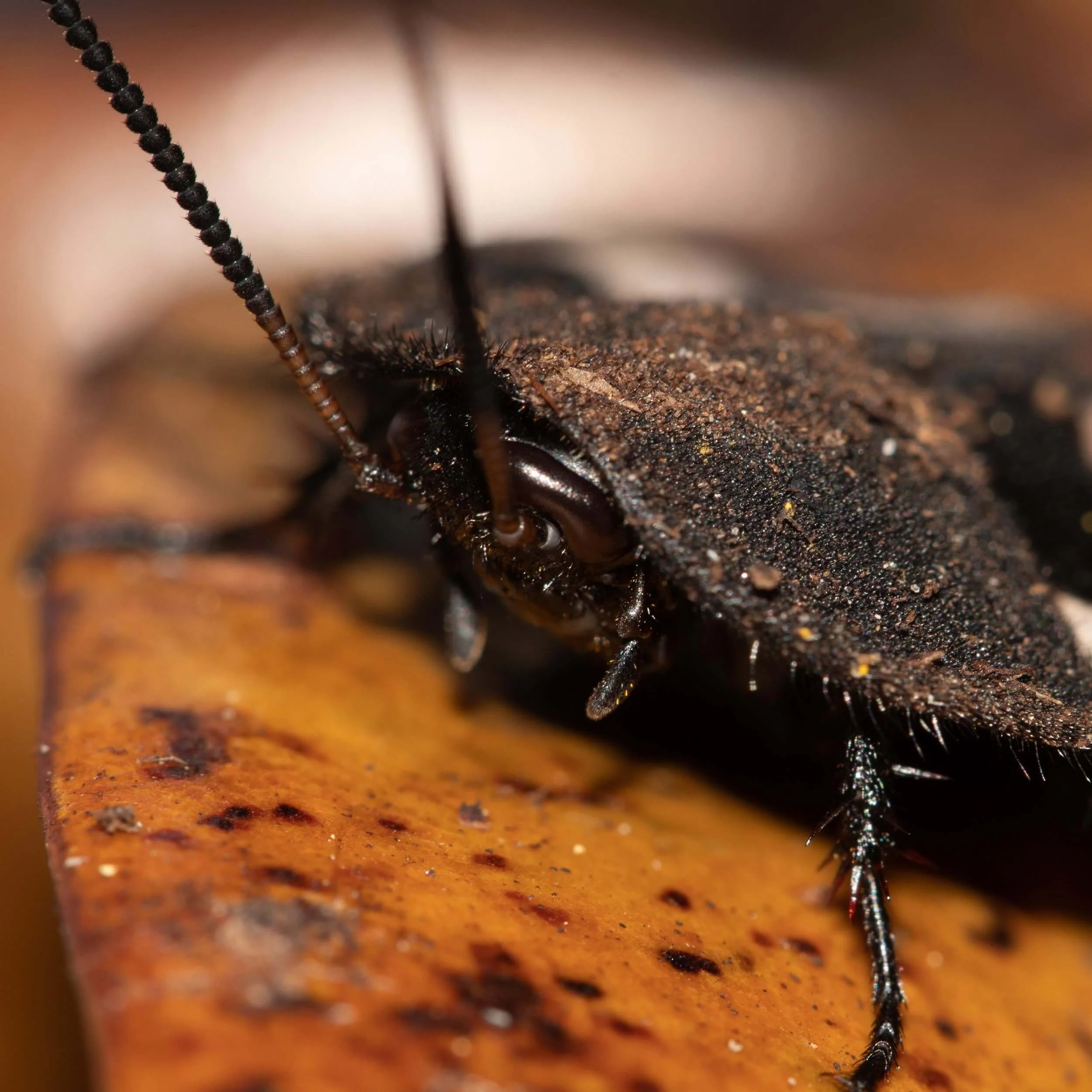 Buy Blaberus giganteus (Giant Cave Roaches) — Juice's Arthropods