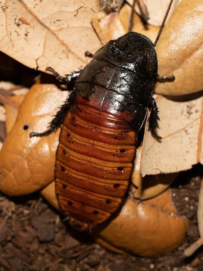 Buy Simandoa conserfarium (Extinct In The Wild Roaches) — Juice's ...