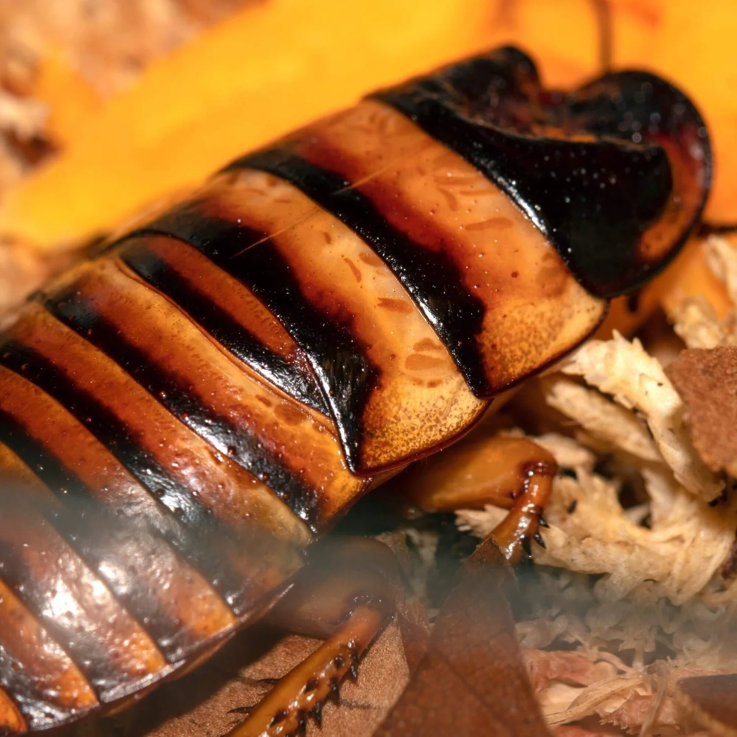 Buy Simandoa conserfarium (Extinct In The Wild Roaches) — Juice's ...