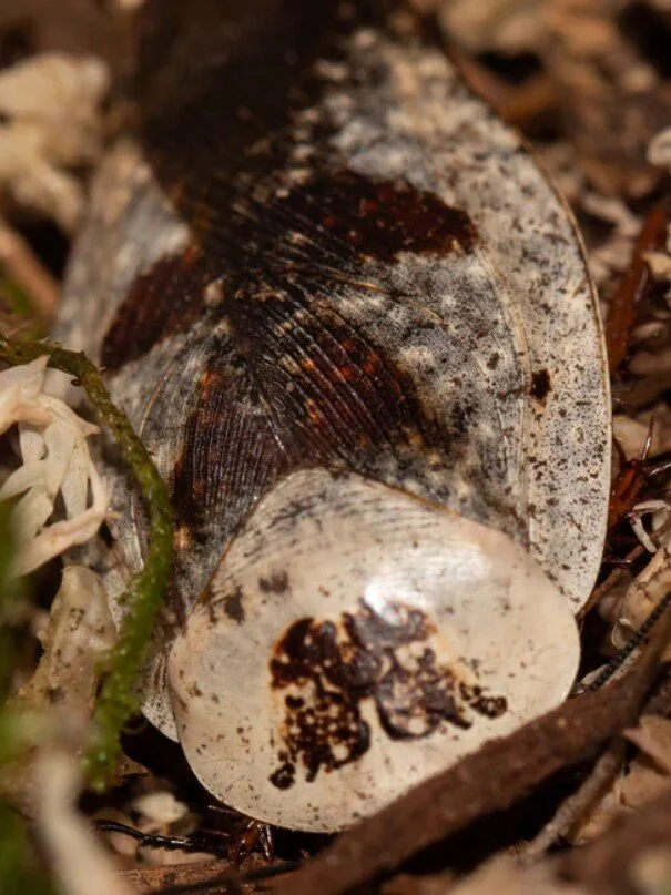 Buy Simandoa conserfarium (Extinct In The Wild Roaches) — Juice's ...
