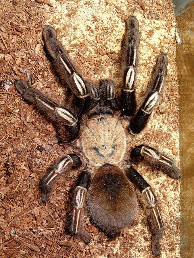 Buy Phormictopus sp. "Dominican Purple" (Dominican Purple Tarantula ...