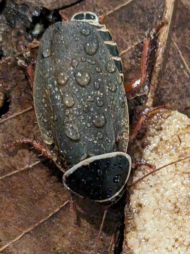 Buy Gromphadorhina portentosa (Madagascar Hissing Cockroaches) — Juice ...